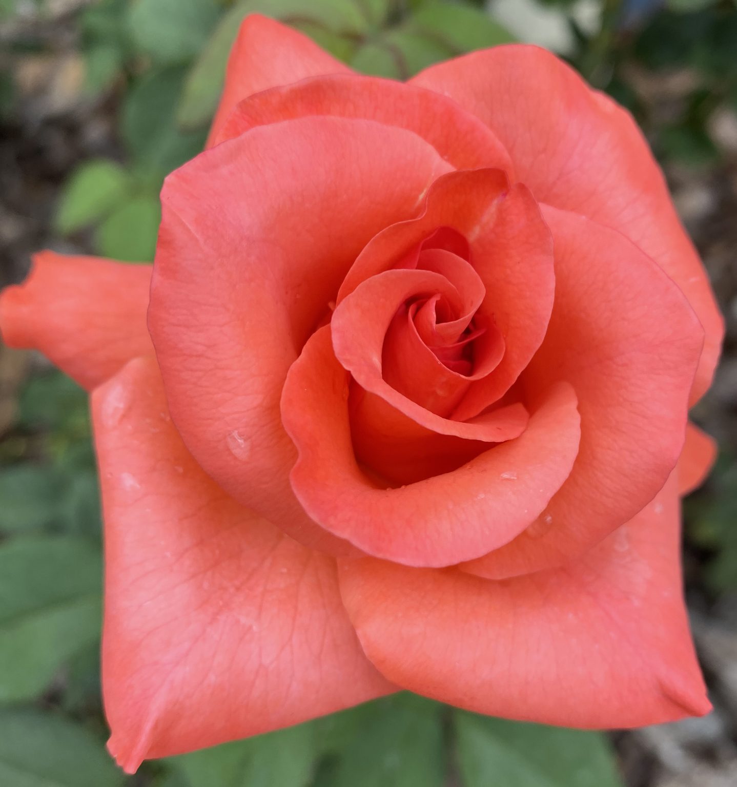 Growing Roses in Florida – Bradenton-Sarasota Rose Society
