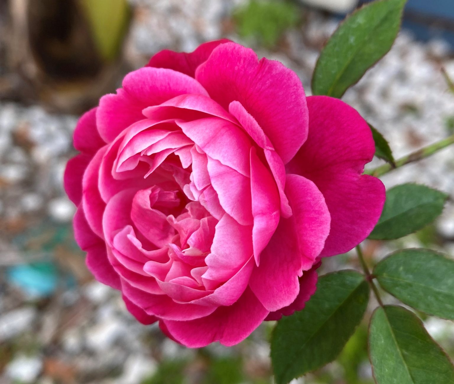 Growing Roses in Florida – Bradenton-Sarasota Rose Society