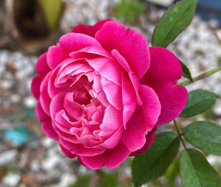 Growing Roses in Florida – Bradenton-Sarasota Rose Society